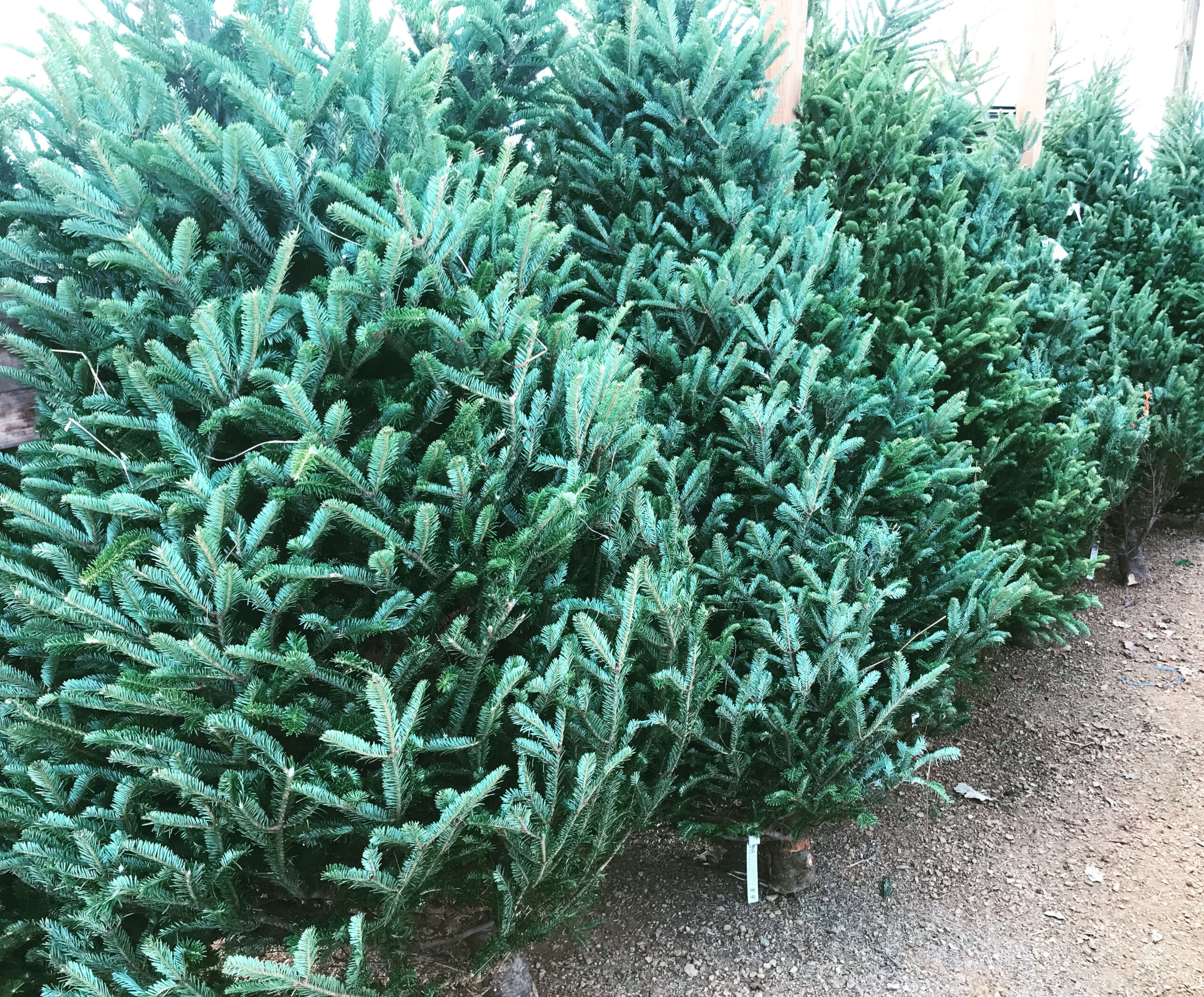 Trees | Balsam Fir, Fresh-cut Fraser Fir Trees | Minnetonka, MN