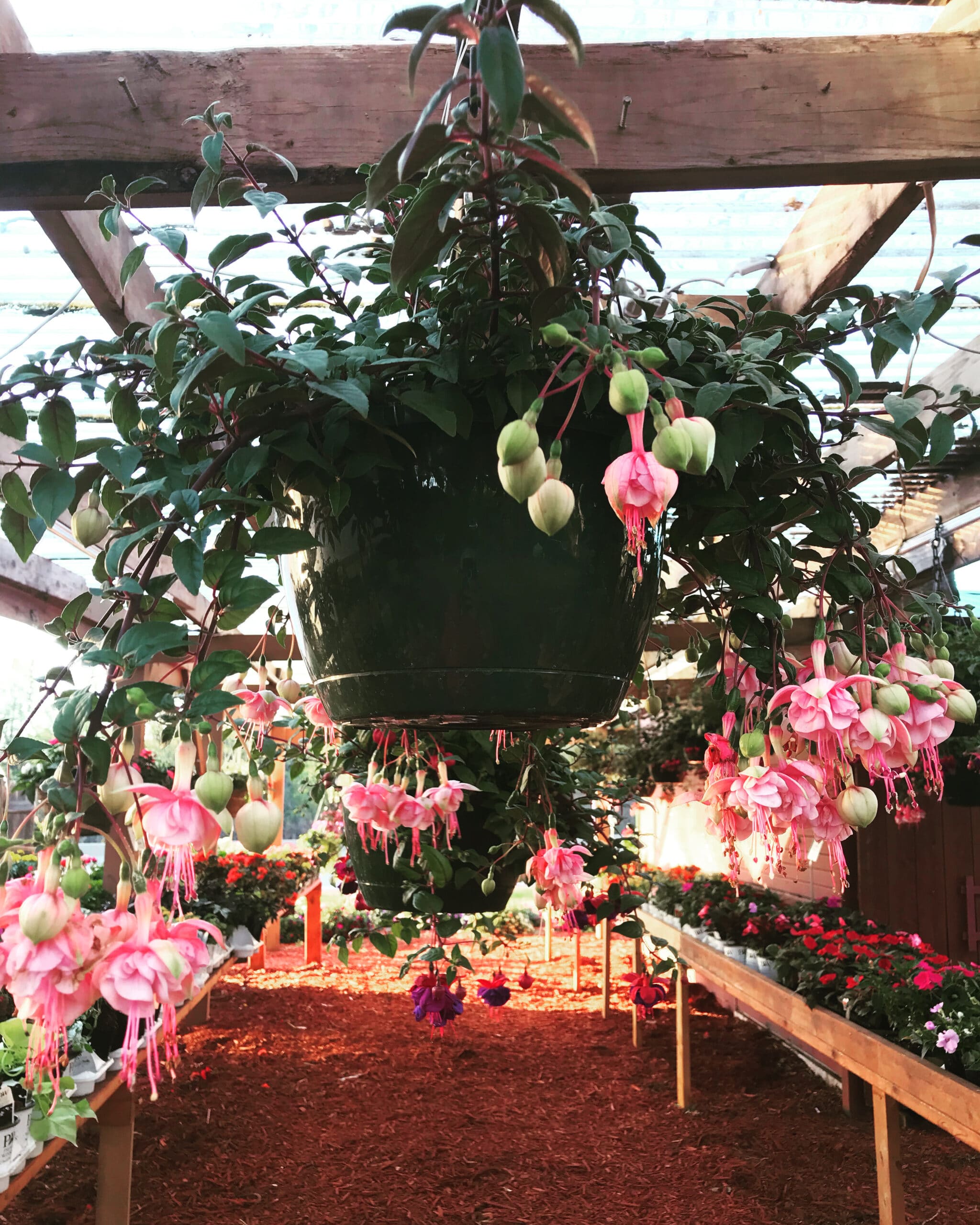 Annuals - Sun & Shade Varieties | Doehling's Farm Market
