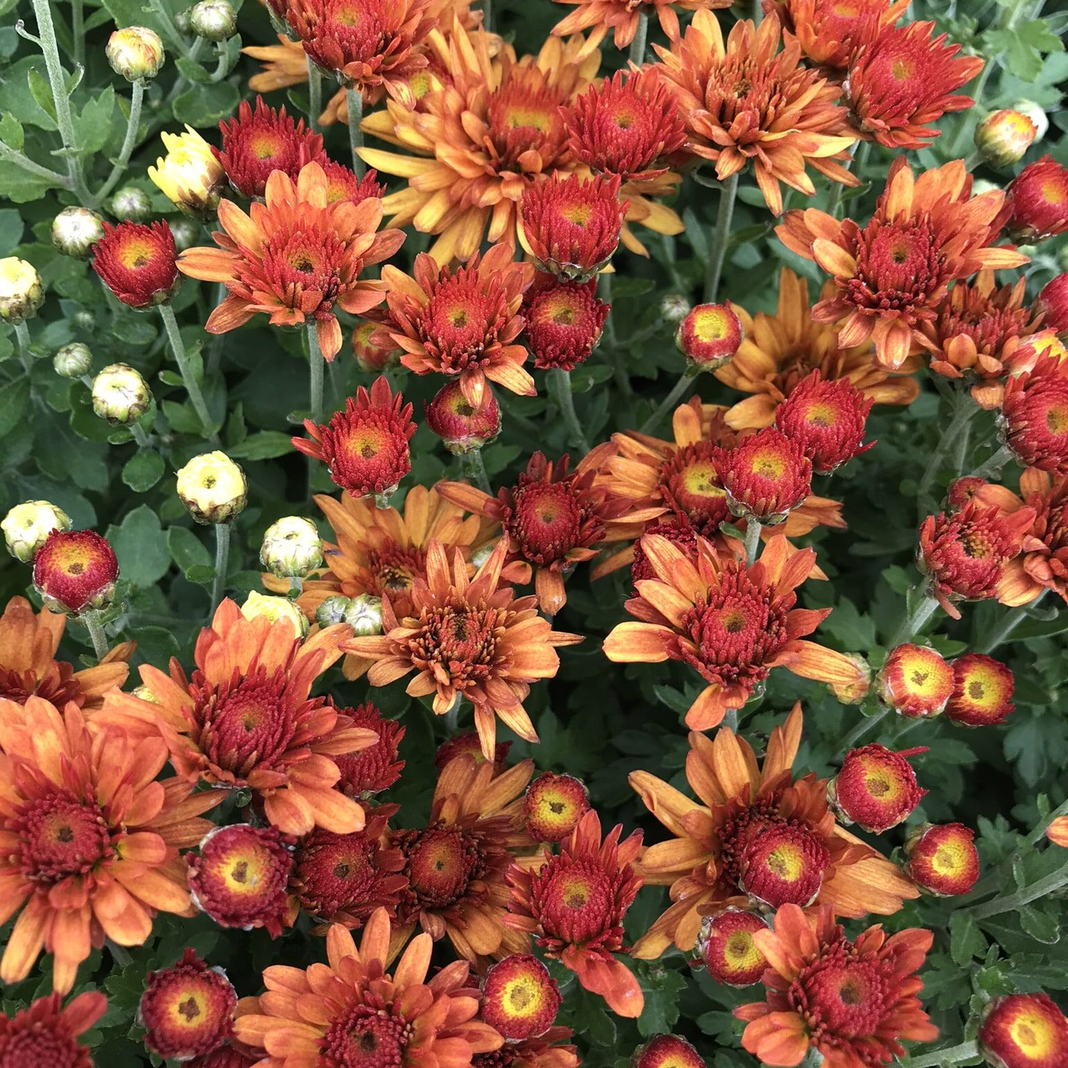 Fall Flowers | Doehling's Farm Market Garden Mums